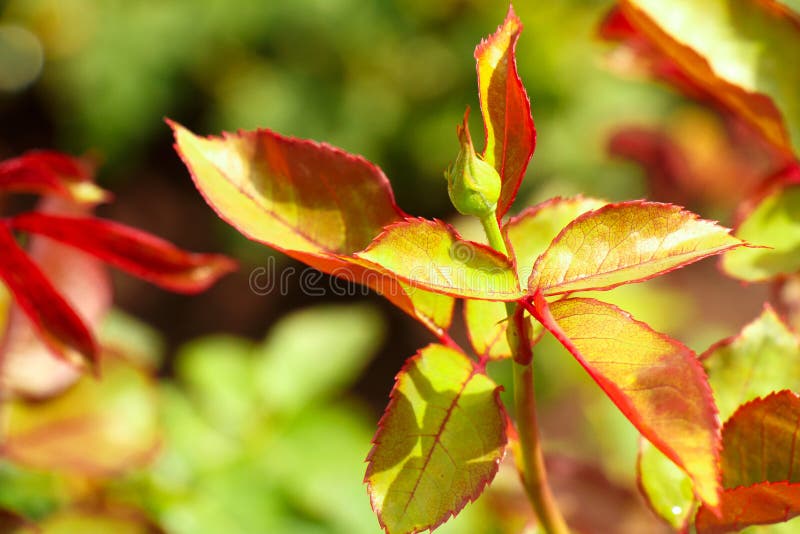 Unopened Bud of a Red Rose on a Natural Background Stock Photo - Image ...