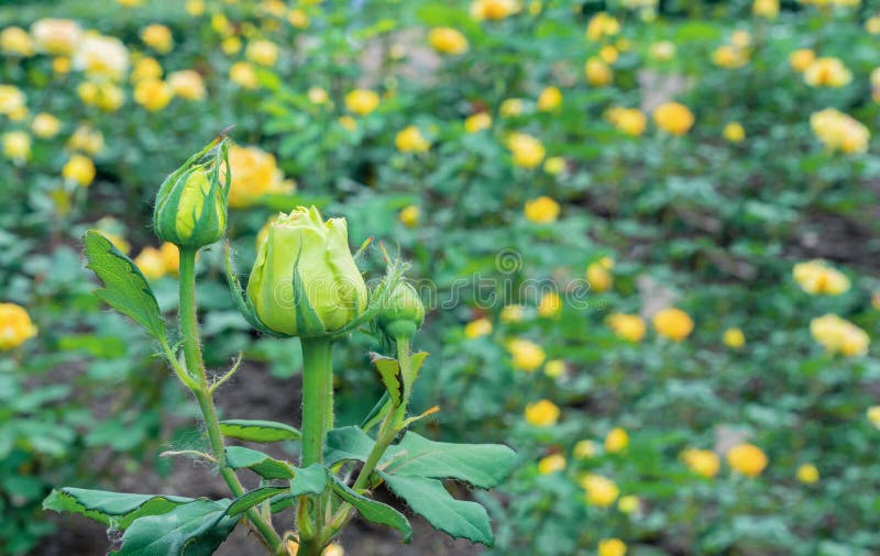 Unopened Bud of Rose in a Flowerbed in the City Garden Stock Image ...