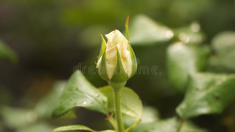 Unopened Red Rose Bud Close Up. Insect Pests on the Bud. Floriculture ...
