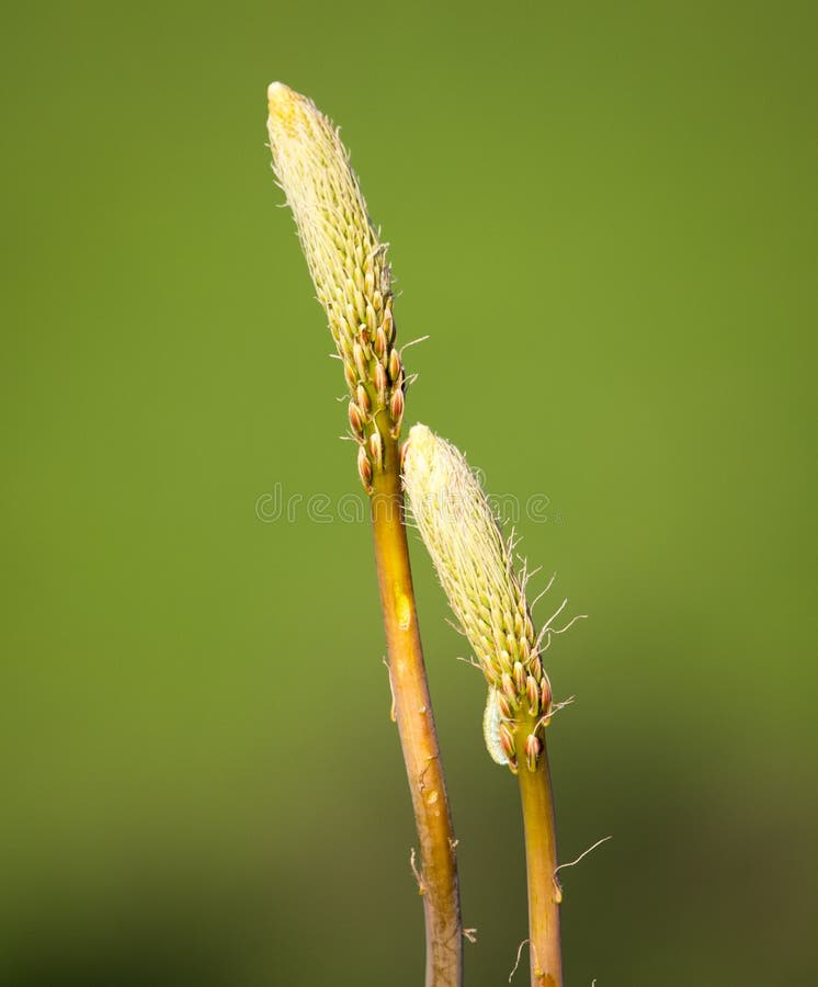 Unopened Flower Bud in Nature Stock Image - Image of leaf, buds: 93473501