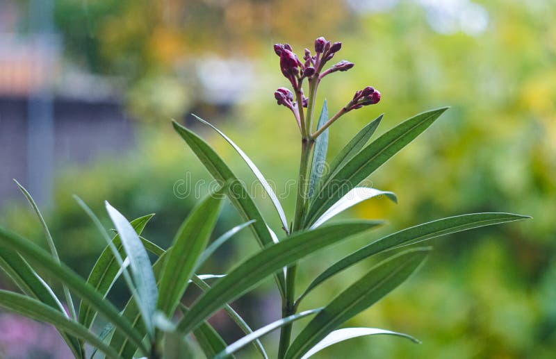 Unopened flower buds stock image. Image of purple, closeup - 262595651