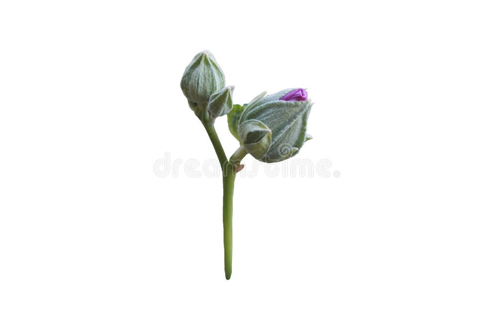 Unopened flower buds stock image. Image of closeup, white - 325486053