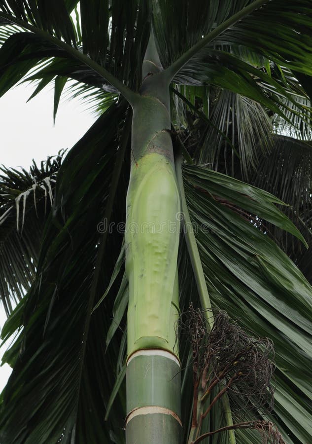 Top View of Areca Nut Kept for Drying in the Sun Which Later Be Peeled ...