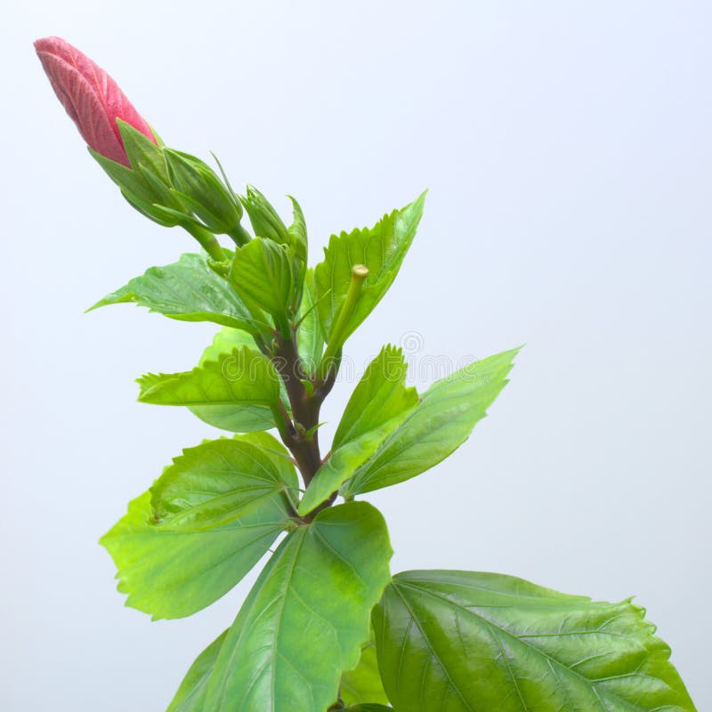 Unopened Flower of Red Hibiscus Stock Photo - Image of pink, natural ...