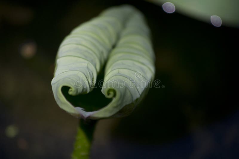Unopened Lily Leaf Picture. Image: 87855984