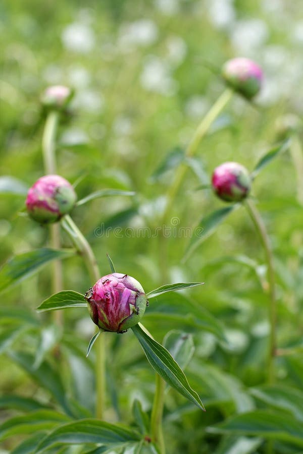 Unopened peony stock photo. Image of bloom, petals, peony - 39323498