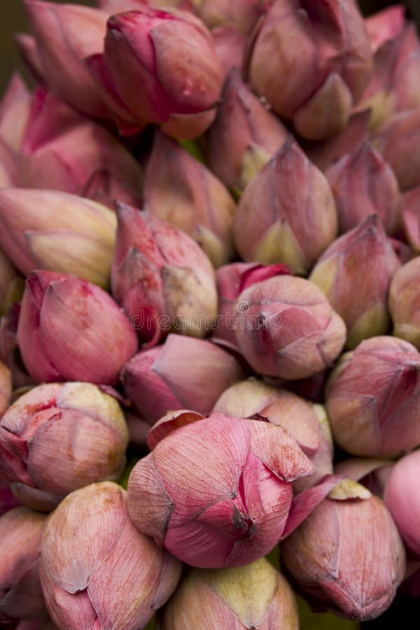 Unopened Pink Lotus Flowers Stock Image - Image of flora, indian: 22284529