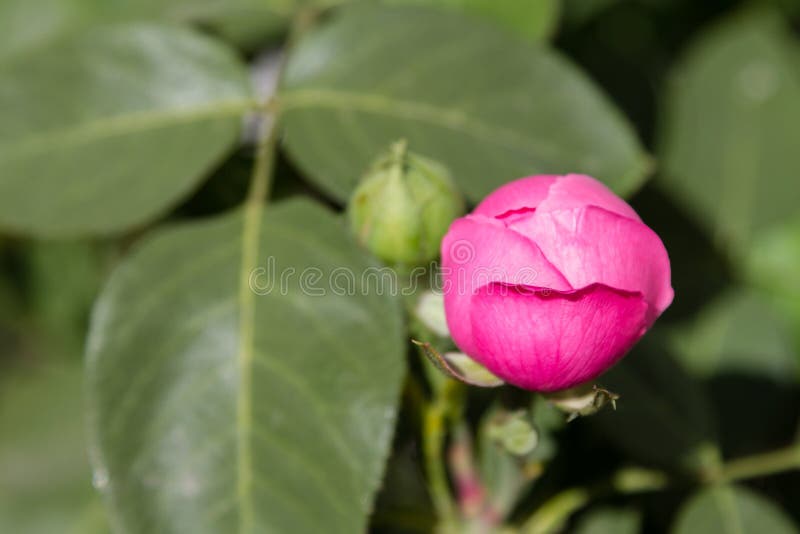 Unopened Rose Bud on a Branch Stock Photo - Image of design, bloom ...