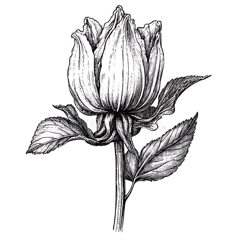 Unopened Rose Bud, Detailed Ink Drawing Ink Sketch Stock Illustration ...
