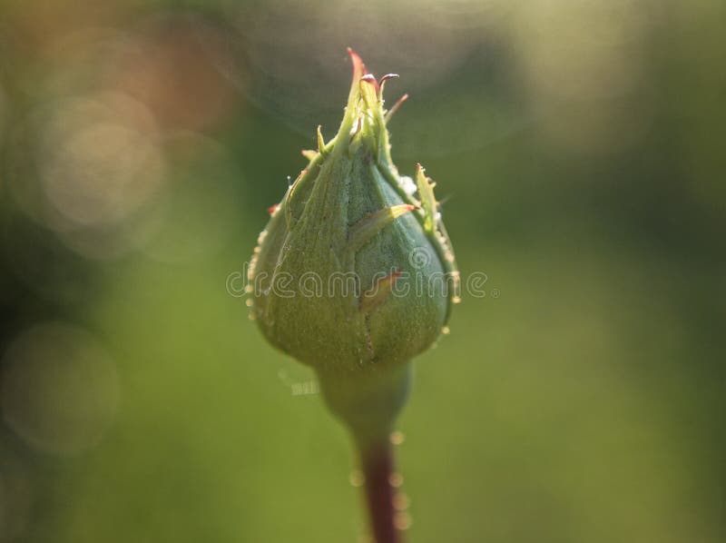 An Unopened Rose Bud with an Aphid Sitting on it Against a Background ...