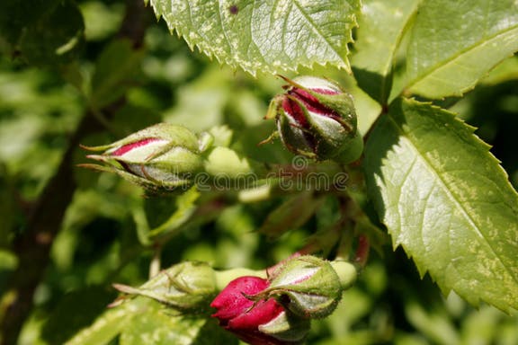 Unopened rose buds stock photo. Image of vegetation, leaves - 94903554