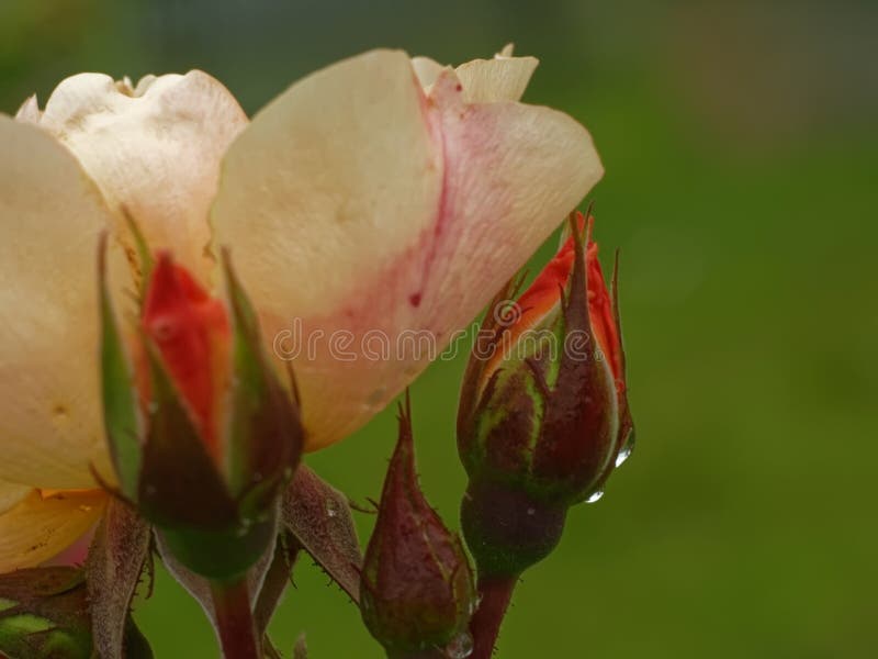 Unopened Roses In The Garden In Summer Stock Photo - Image of color ...