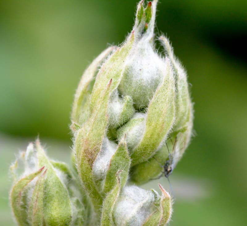 Unopened Spring Bud a stock photo. Image of plant, field - 99870682