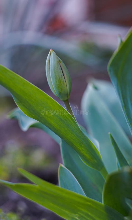 Unopened tulip buds stock image. Image of beautiful - 274554477