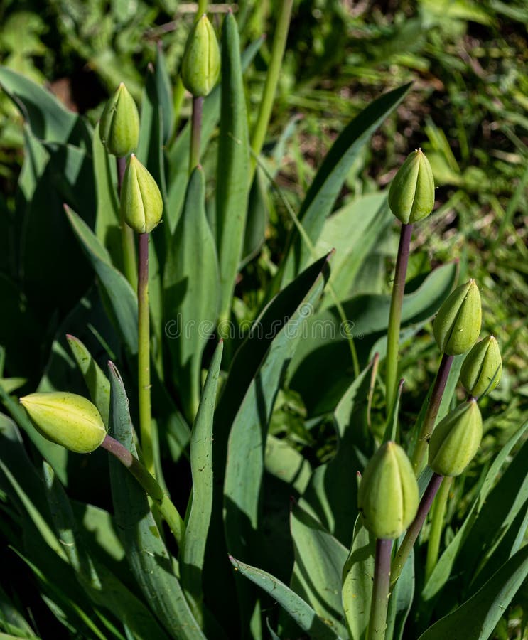 Unopened Tulip Buds. Tulips Grow Stock Photo - Image of leaves, garden ...