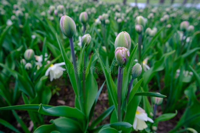 Unopened Tulip Flower Bud. an Early Spring Stock Photo - Image of ...