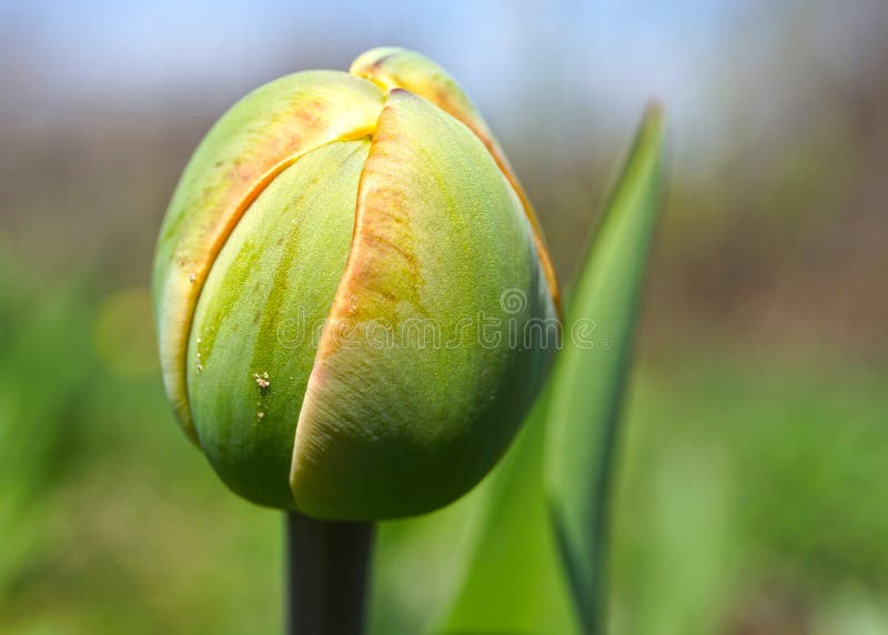 Unopened Tulip Flower (close-up) Stock Image - Image of florist, flower ...