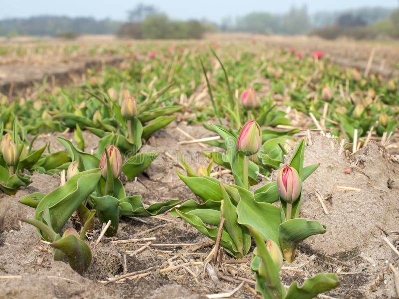 Unopened Tulips in a Bulb Field Stock Photo - Image of flower, spring ...