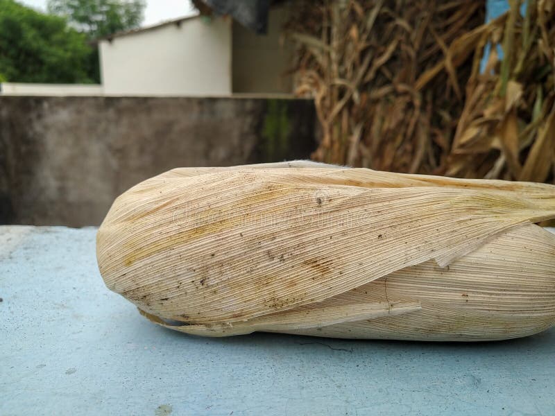Unopened Uncooked Corn Side View Stock Image - Image of nature ...