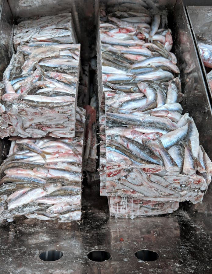 Block Frozen Fish in a Zero Waste Store Stock Photo - Image of store ...