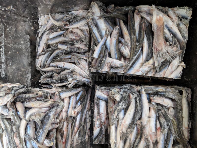 Unpackaged Block Fish Frozen in a Zero Waste Store Stock Photo - Image ...