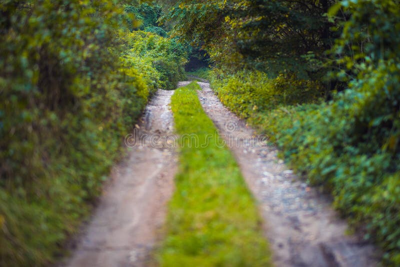 Unpaved Dirt Road in Forest with Green Foliage Stock Image - Image of ...