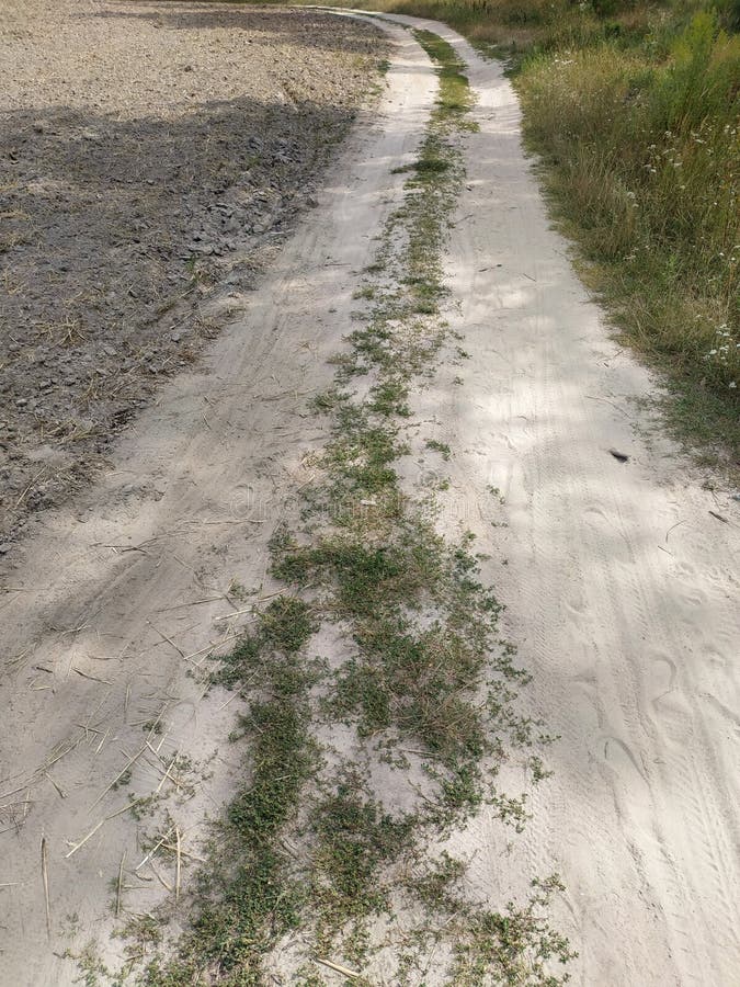An Unpaved Dirt Road through Green Forest with Tall Trees Around - a ...