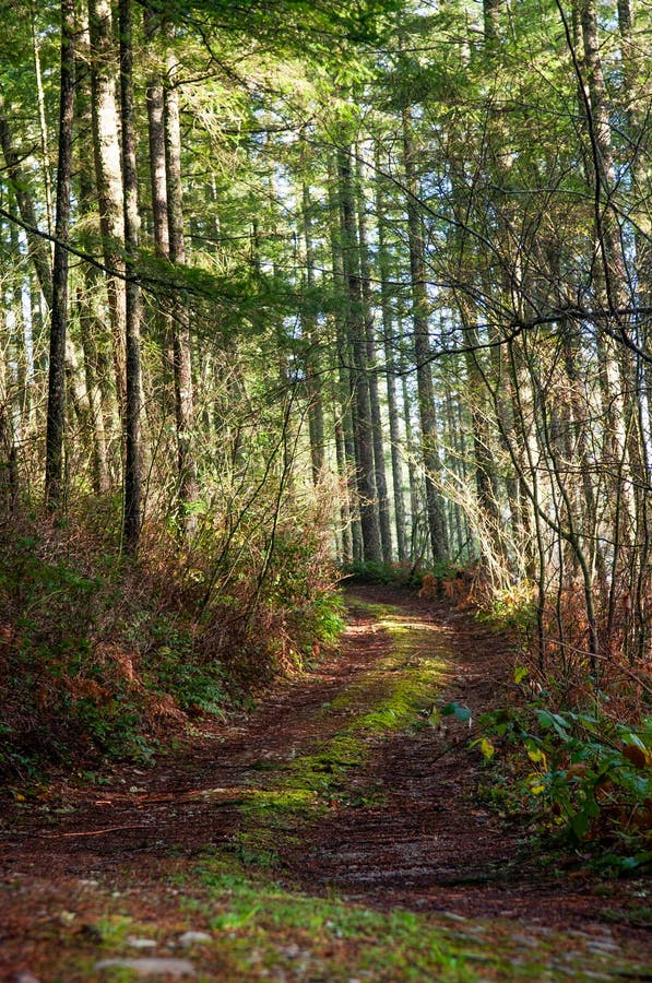 An unpaved forest road stock image. Image of forest - 379841427