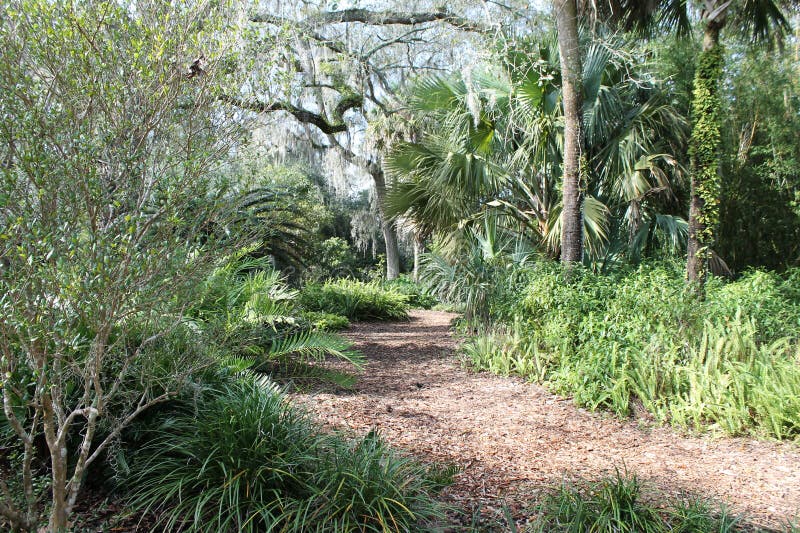 Unpaved Hiking Trail with Trees and Other Shrubbery Around Stock Image ...