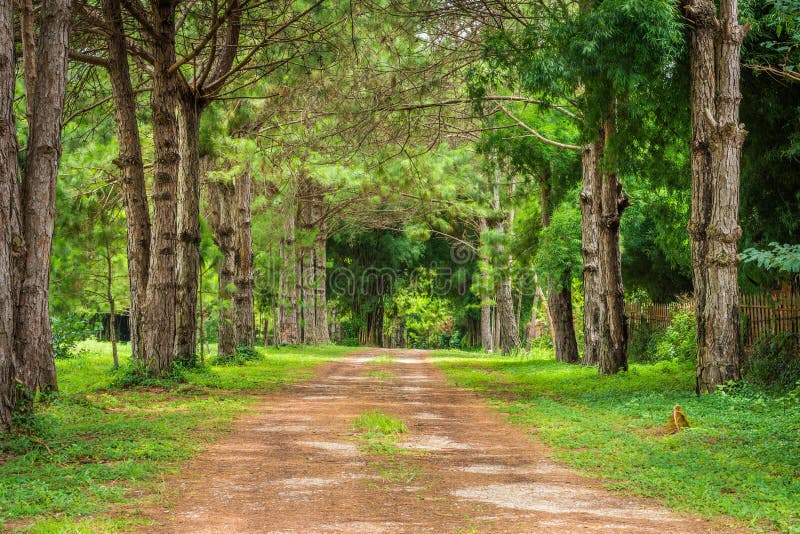 Unpaved Local Road in Countryside Stock Photo - Image of path, roadway ...