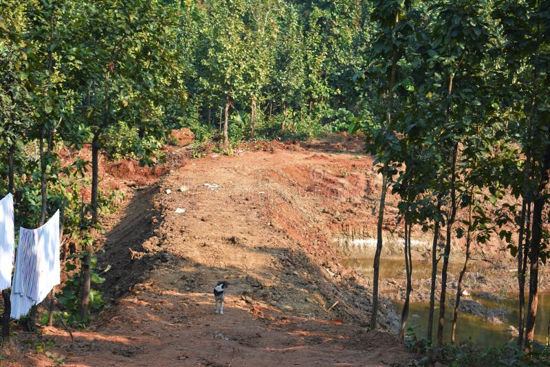 Unpaved Mud Path between a Deep Forest Surrounded by Green Trees Stock ...