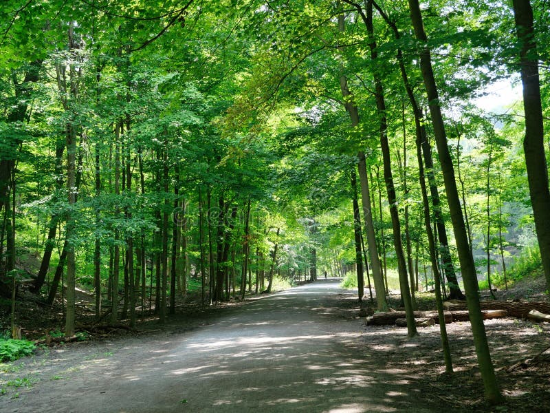 Unpaved path in forest stock photo. Image of outdoors - 287620166