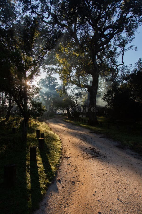 Unpaved Path in the Park between Trees with Sunset Lights, Vertical ...