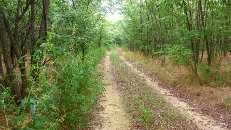 Unpaved road in the forest stock photo. Image of unpaved - 84197358