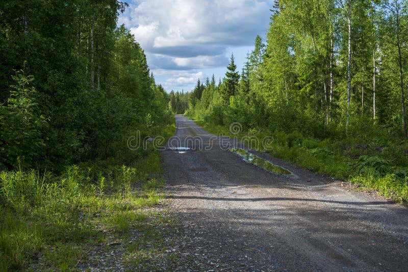 Unpaved Road in Green Forest Stock Photo - Image of gravel, leaf: 293087102
