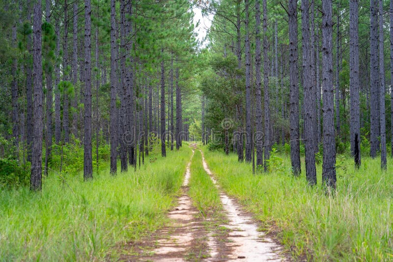 Unpaved Road through a Pine Tree Forest Stock Image - Image of light ...