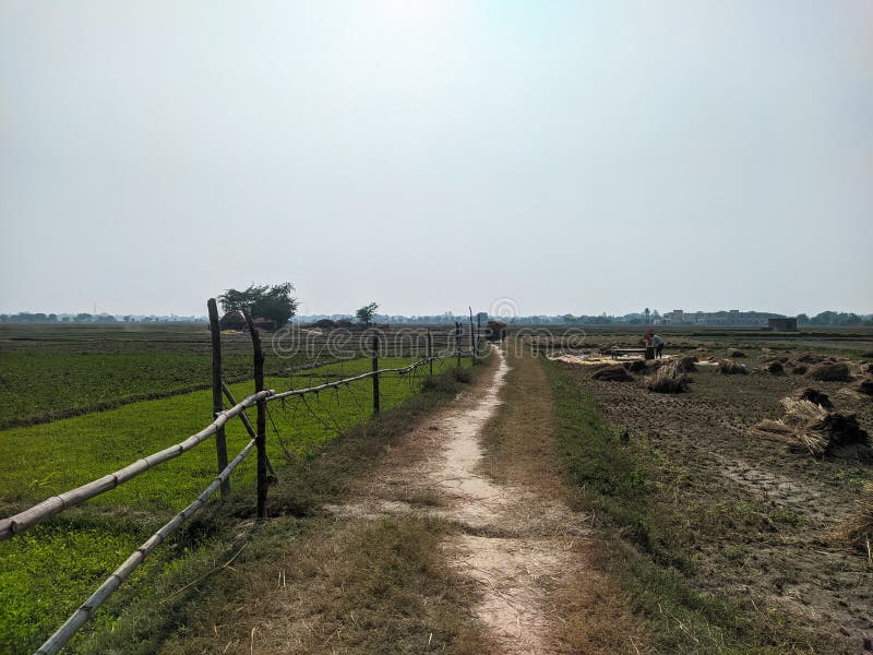The Unpaved Village Road and the Bamboo Barriers in the Fields Stock ...