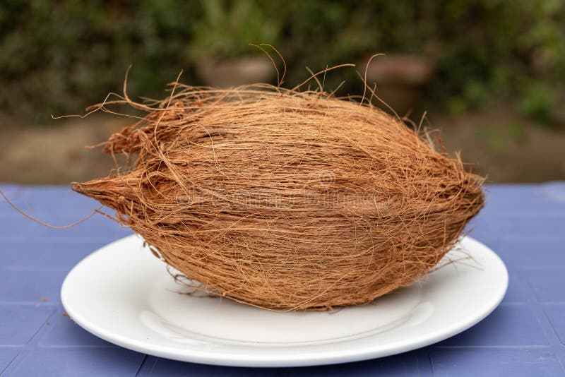 Unpeeled Coconut Fruit in a Plate Stock Image - Image of closeup, husk ...