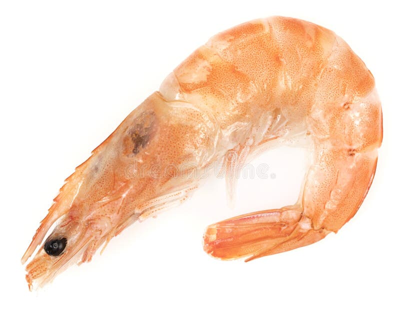 Unpeeled Fresh Shrimp Isolated on a White Background. Close-up Stock ...