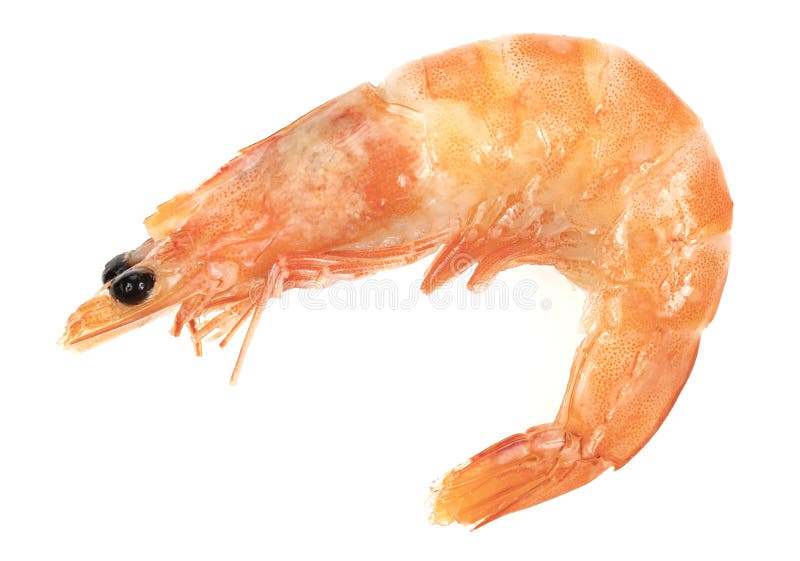 Unpeeled Fresh Shrimp Isolated on a White Background. Close-up Stock ...