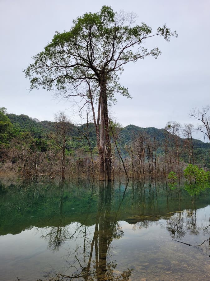 Unperturbed Water in a River Lake in Eastern Samar, Philippines Stock ...