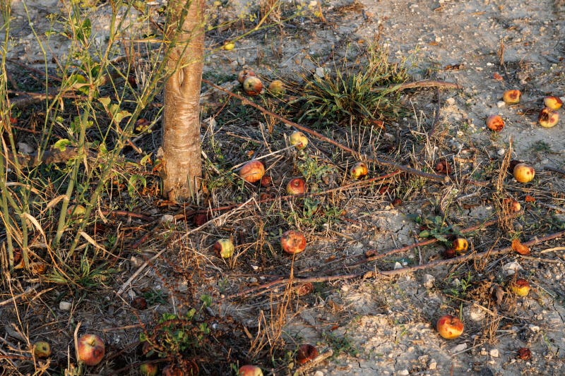 Unpicked Apples Rotting Under the Branches of the Apple Tree Stock ...