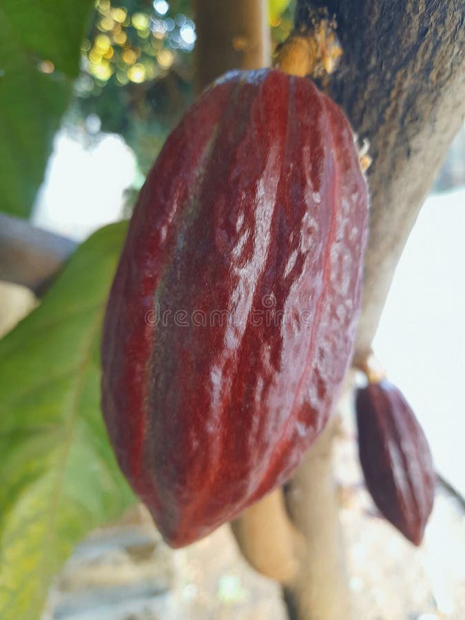 Unpicked Cacao Fruit, an Ingredient for Making Chocolate Stock Image ...