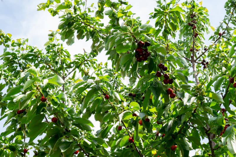 Unpicked Ripen Organic Cherries in the Tree Stock Photo - Image of ...