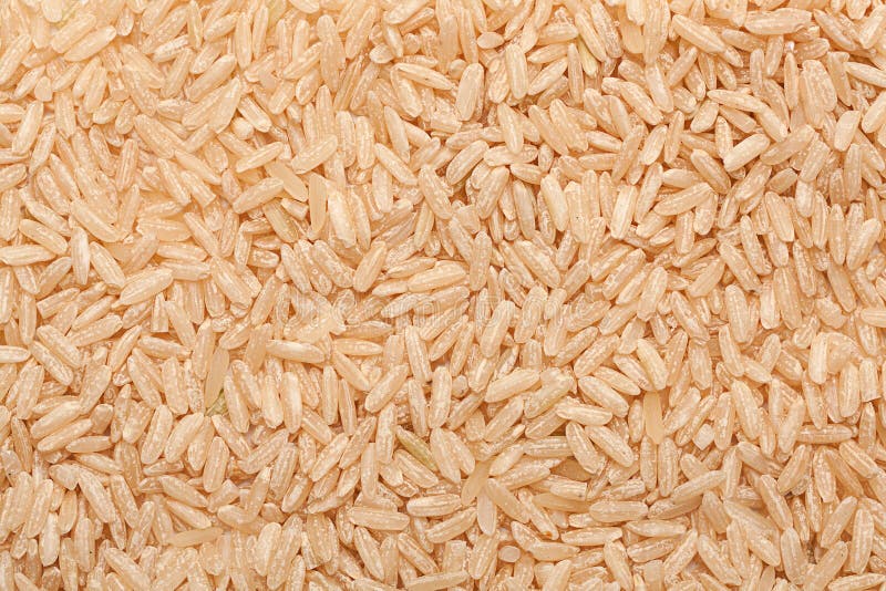 Unpolished rice seed stock photo. Image of grain, cereal - 52220616