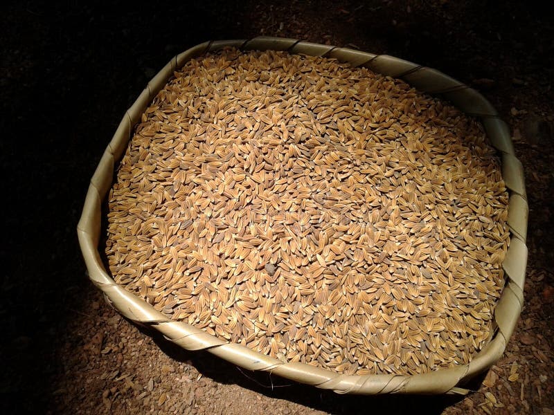Unprocess rice stock photo. Image of agriculture, food - 56754248
