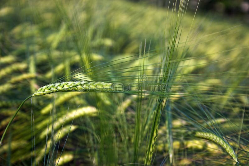 Unprocessed cornflakes stock image. Image of wheat, rural - 904397
