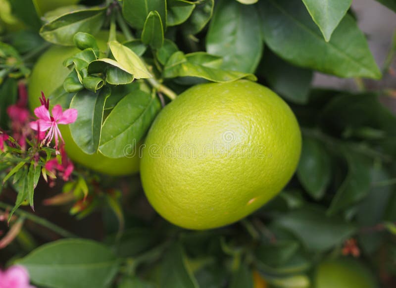 Unrape Spanish Grapefruit on a Tree Stock Photo - Image of flora ...