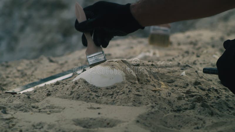 Crop Archaeologist Excavating Human Skeleton Stock Video - Video of ...
