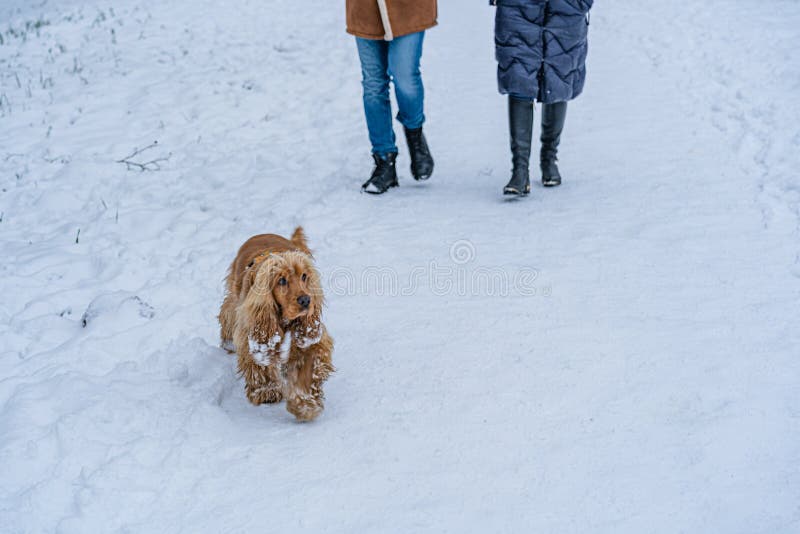 Unrecognizable Couple Walking Red English Cocker Spaniel in Winter ...